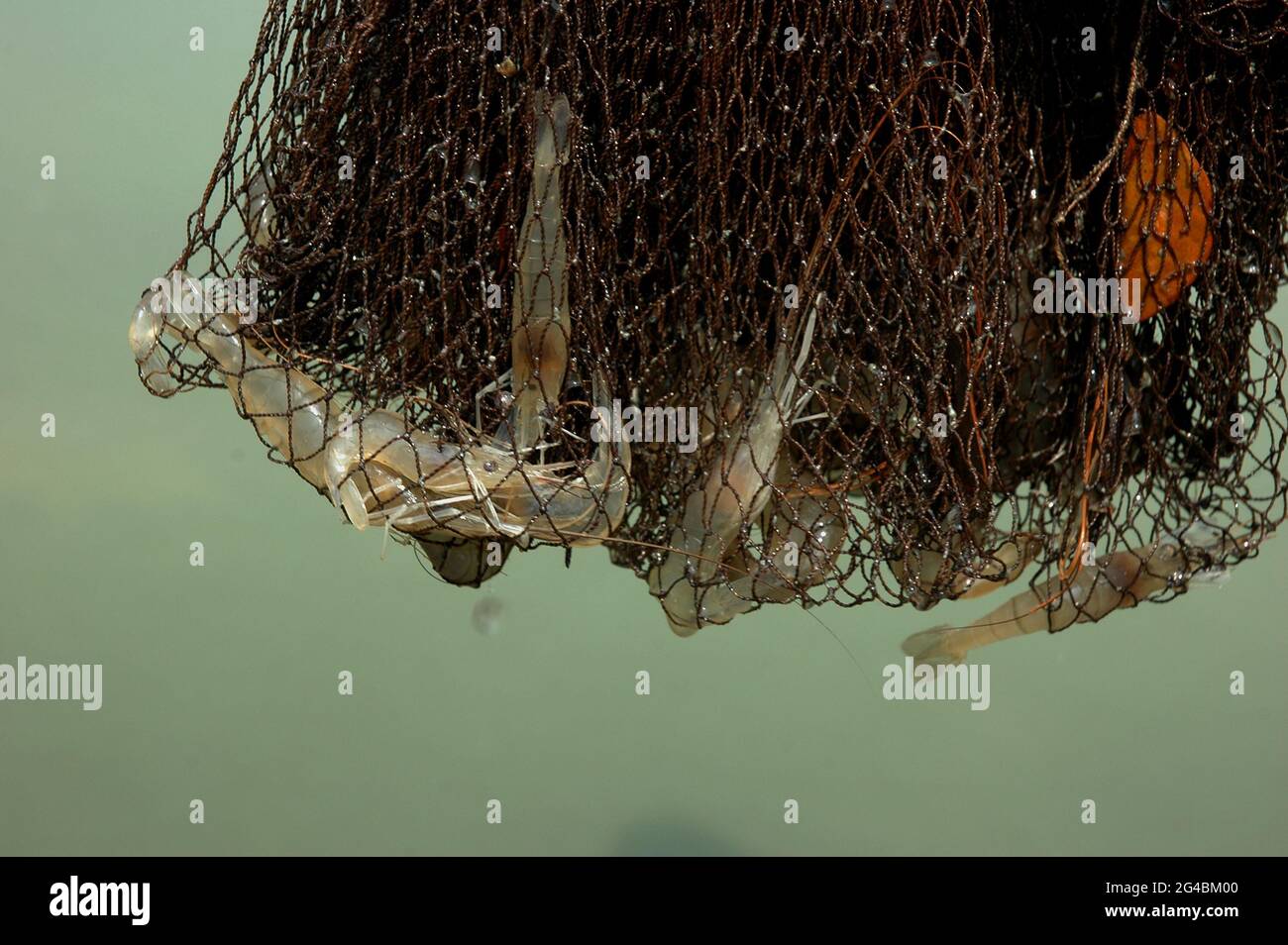 Fixed gill net hi-res stock photography and images - Alamy