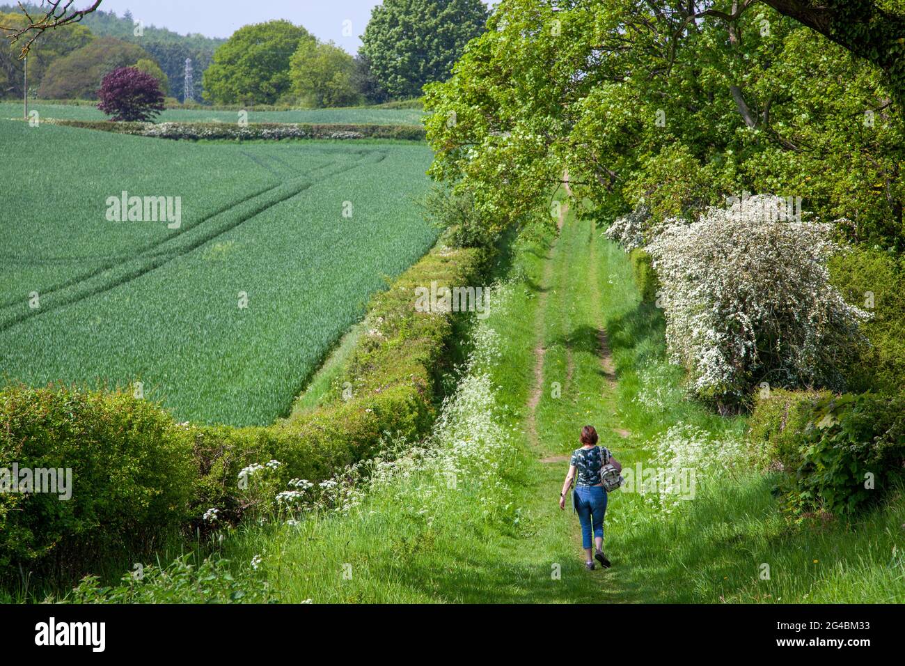 Woman walking along a green lane footpath in the Northumberland ...