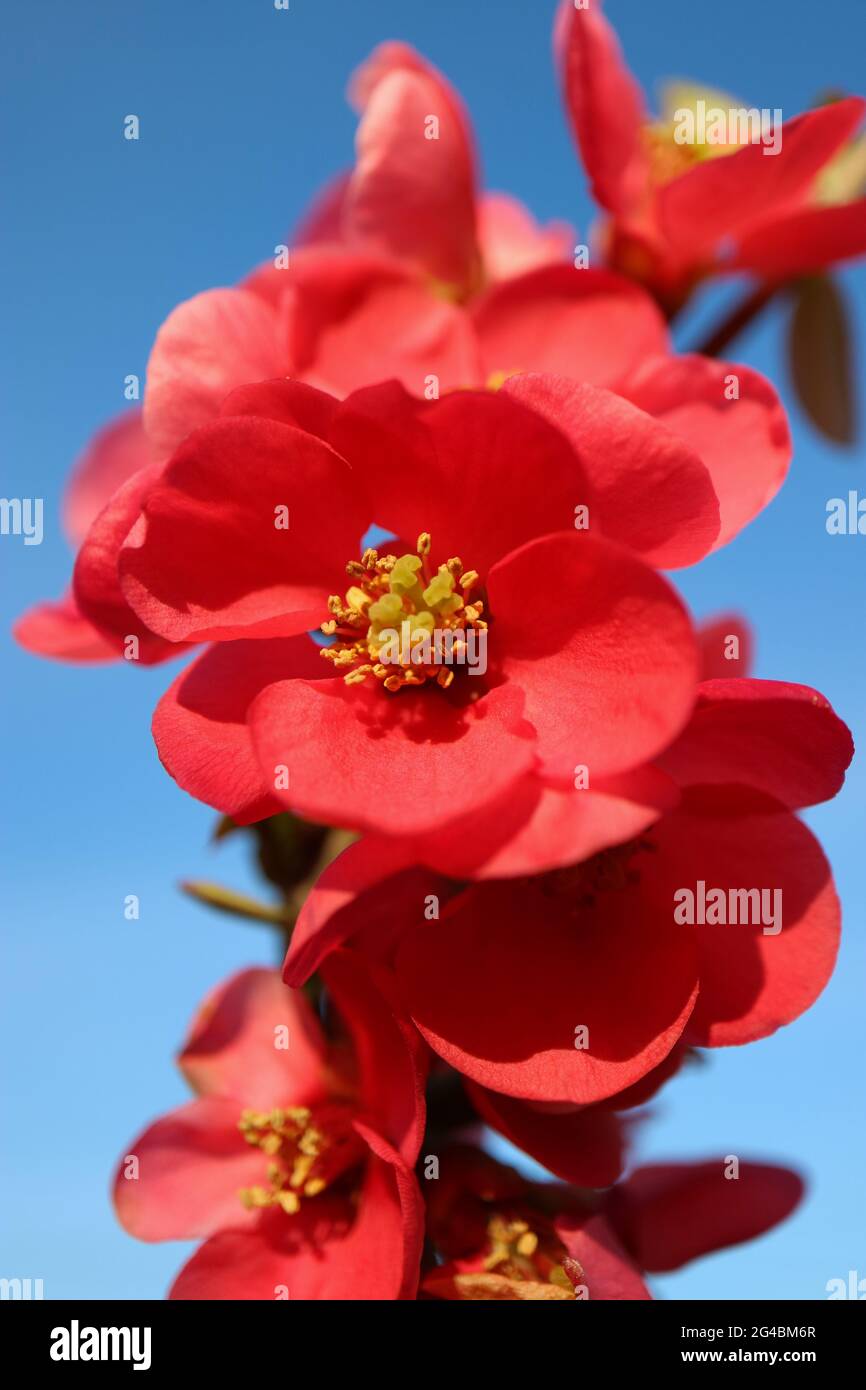 Red and blue flowers hi-res stock photography and images - Alamy