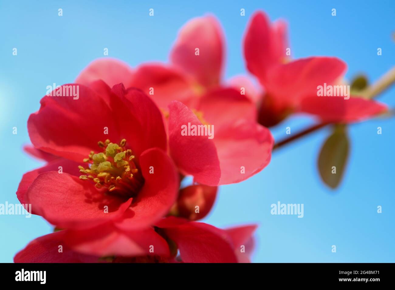 Maules quince hi-res stock photography and images - Alamy