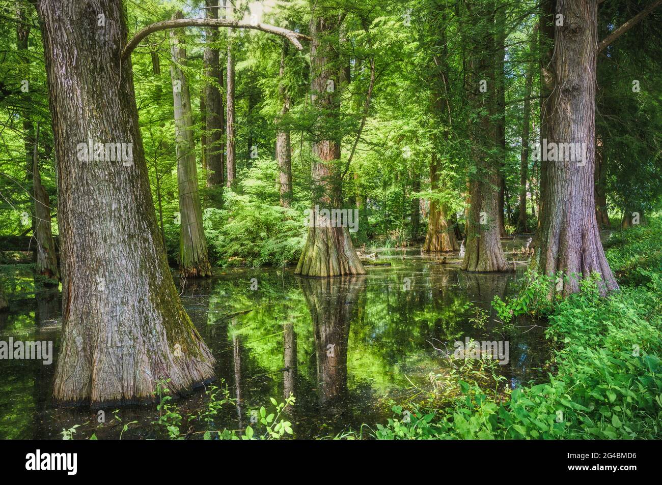 Taxodium distichum tree hi-res stock photography and images - Alamy