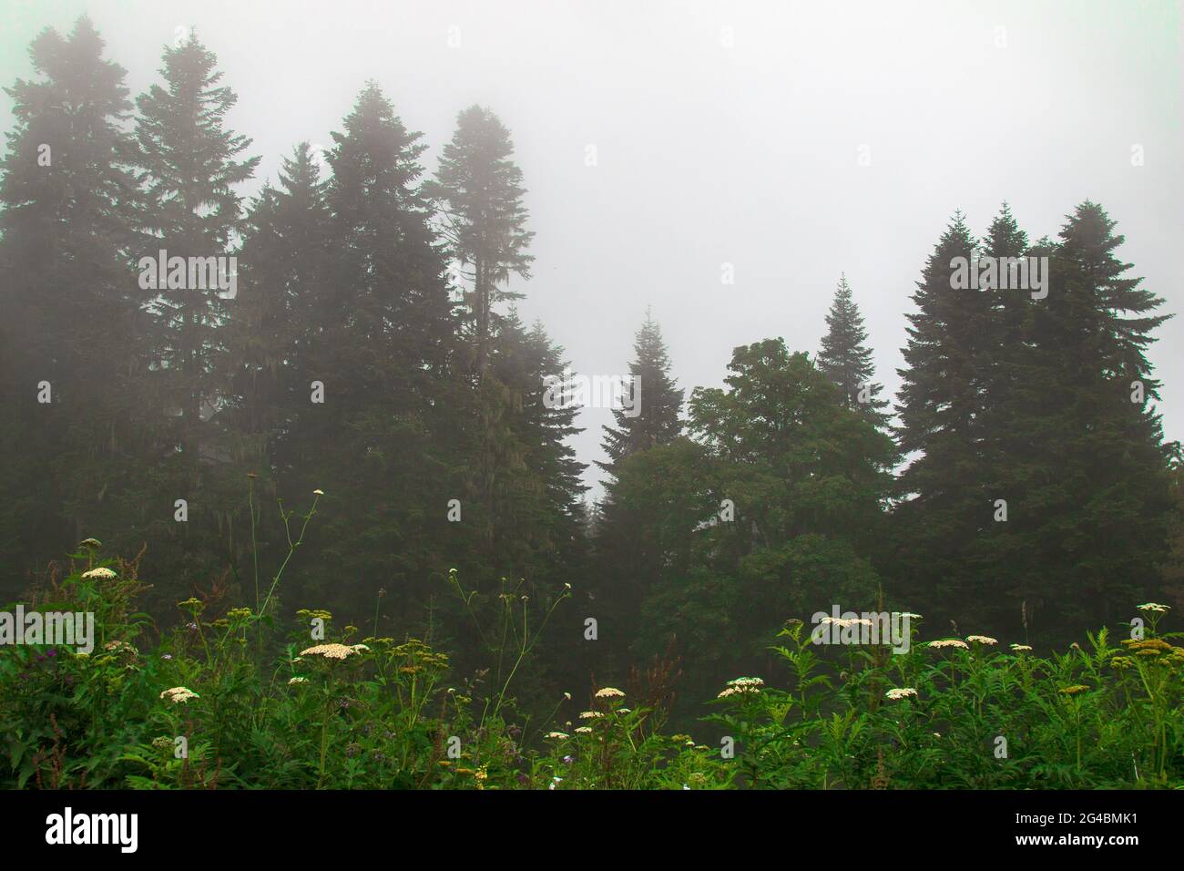 Far over the Misty Mountains and forest Stock Photo - Alamy