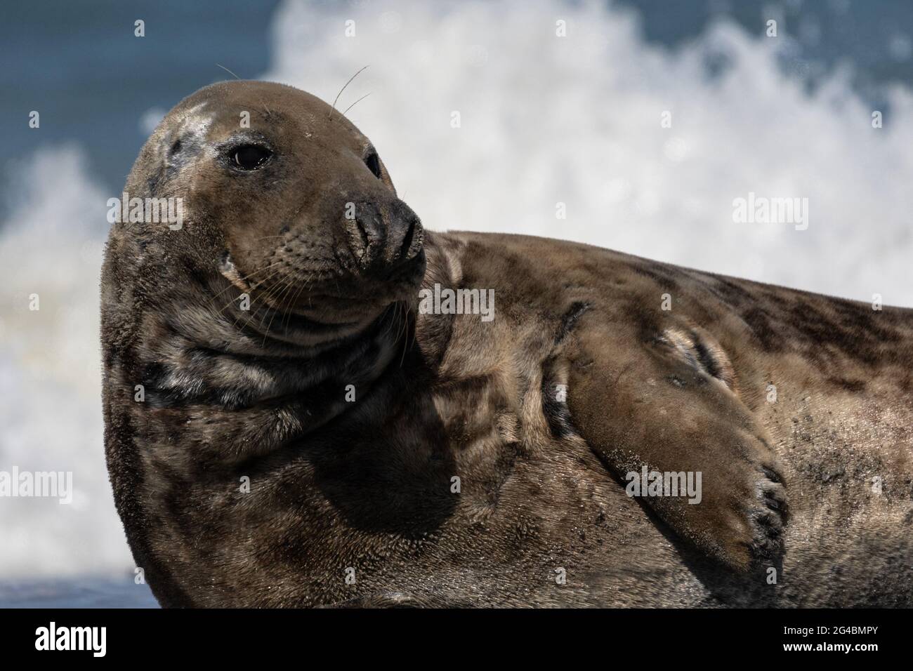 A bull gray seal lies relaxed on the beach with water and spray in the ...