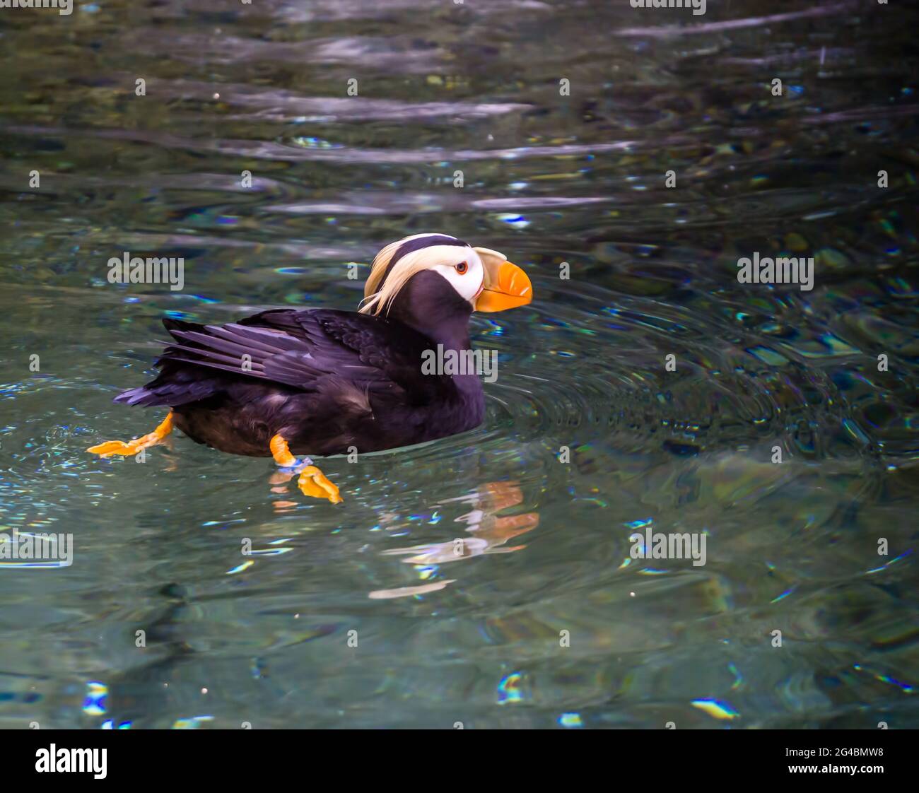 An interesting Puffin bifd floats in a pool in Tacoma, Washingotn Stock ...