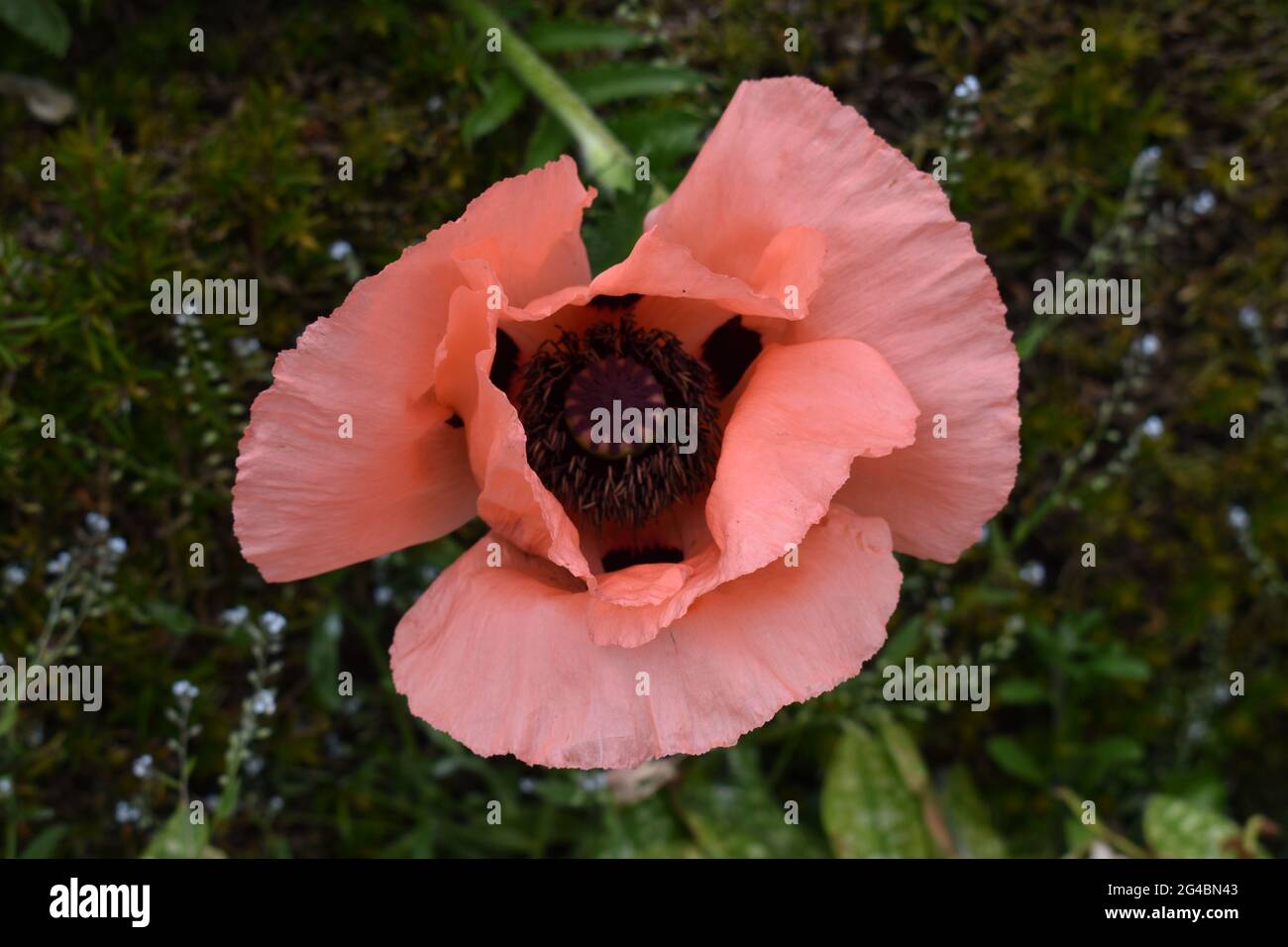 Salmon poppy, Knightshayes National Trust, Tiverton, Devon Stock Photo ...
