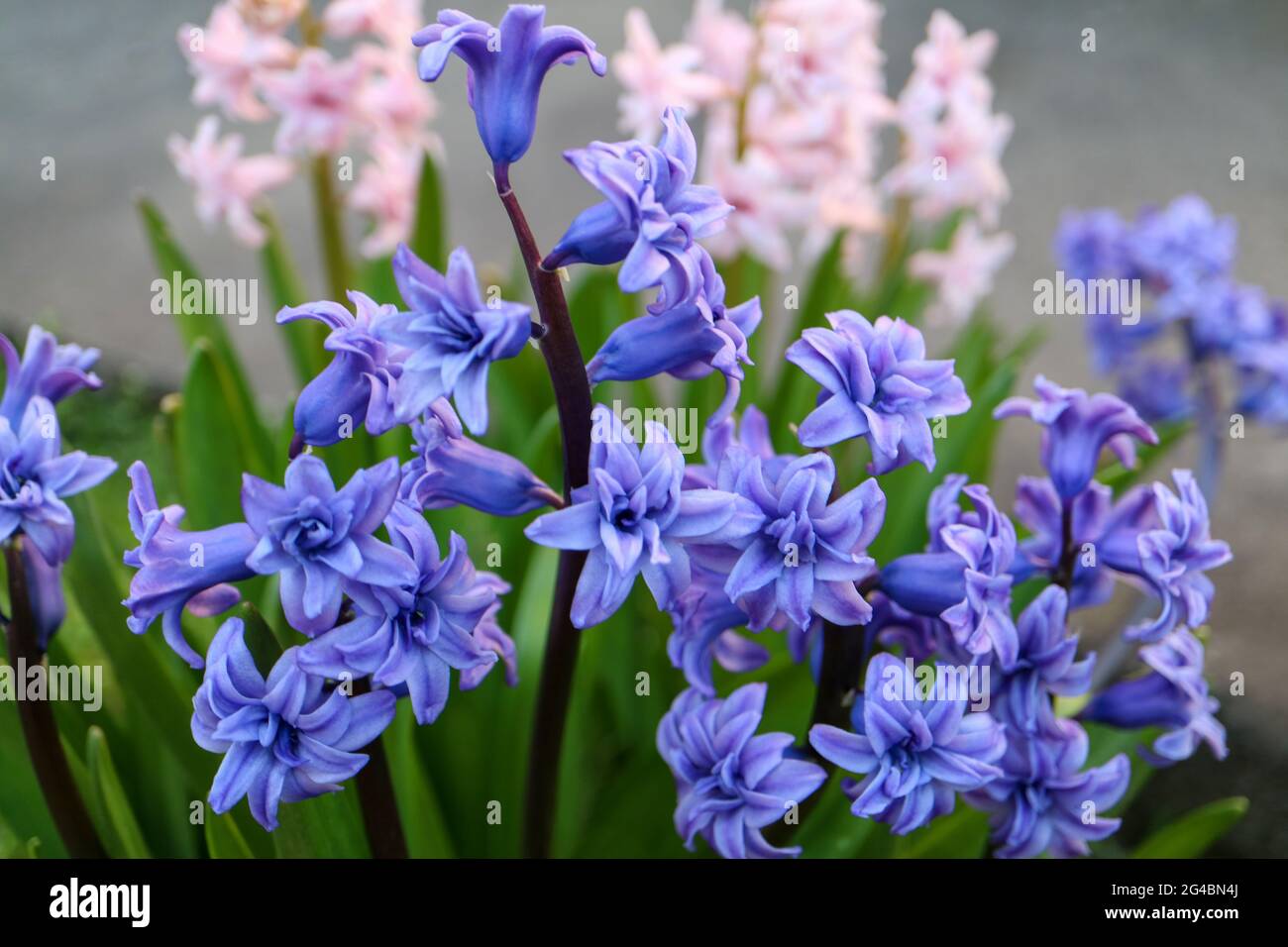 Blue flowers in spring hi-res stock photography and images - Alamy