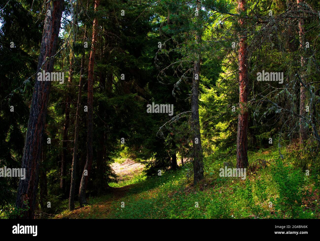 Mountain forest in Georgia Stock Photo - Alamy
