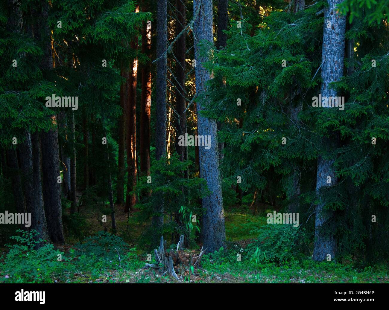 Mountain forest in Georgia Stock Photo - Alamy