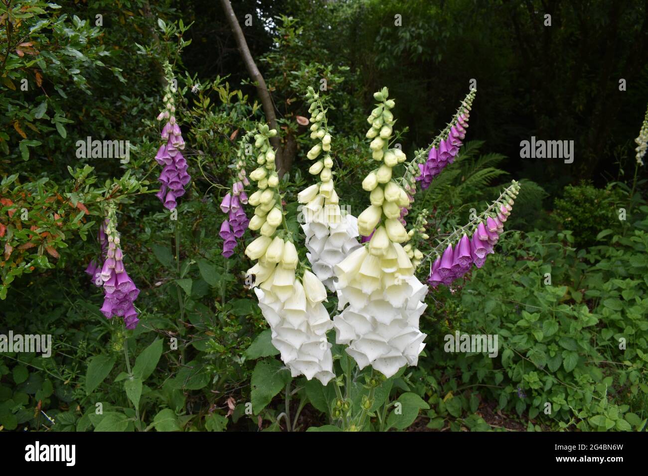 Foxgloves in the border Stock Photo - Alamy