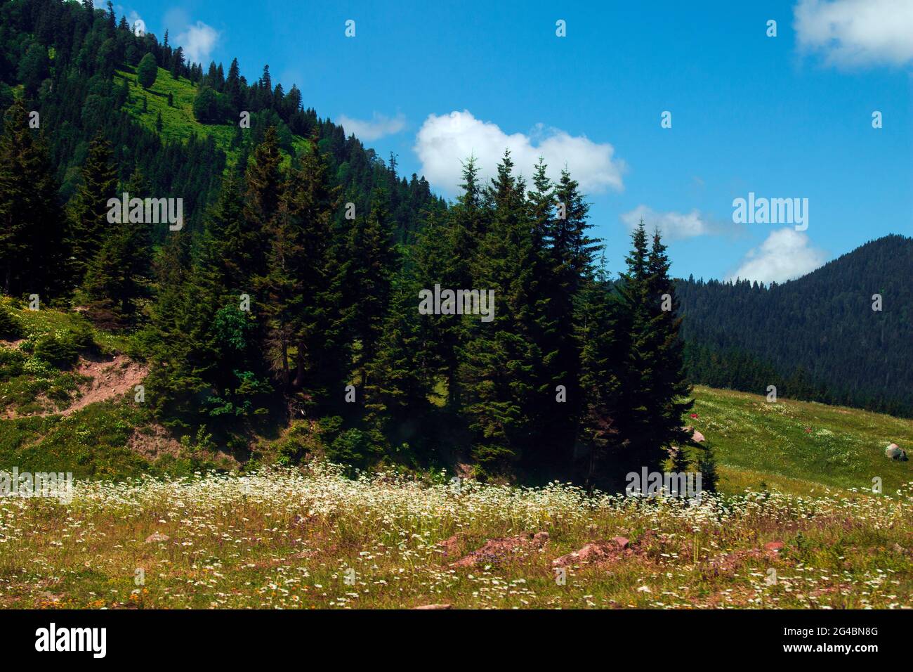 Mountain forest in Georgia Stock Photo - Alamy