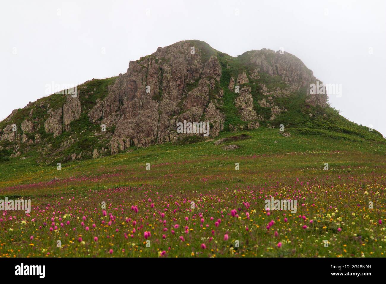 Rocky mountain and alpine flowers Stock Photo - Alamy