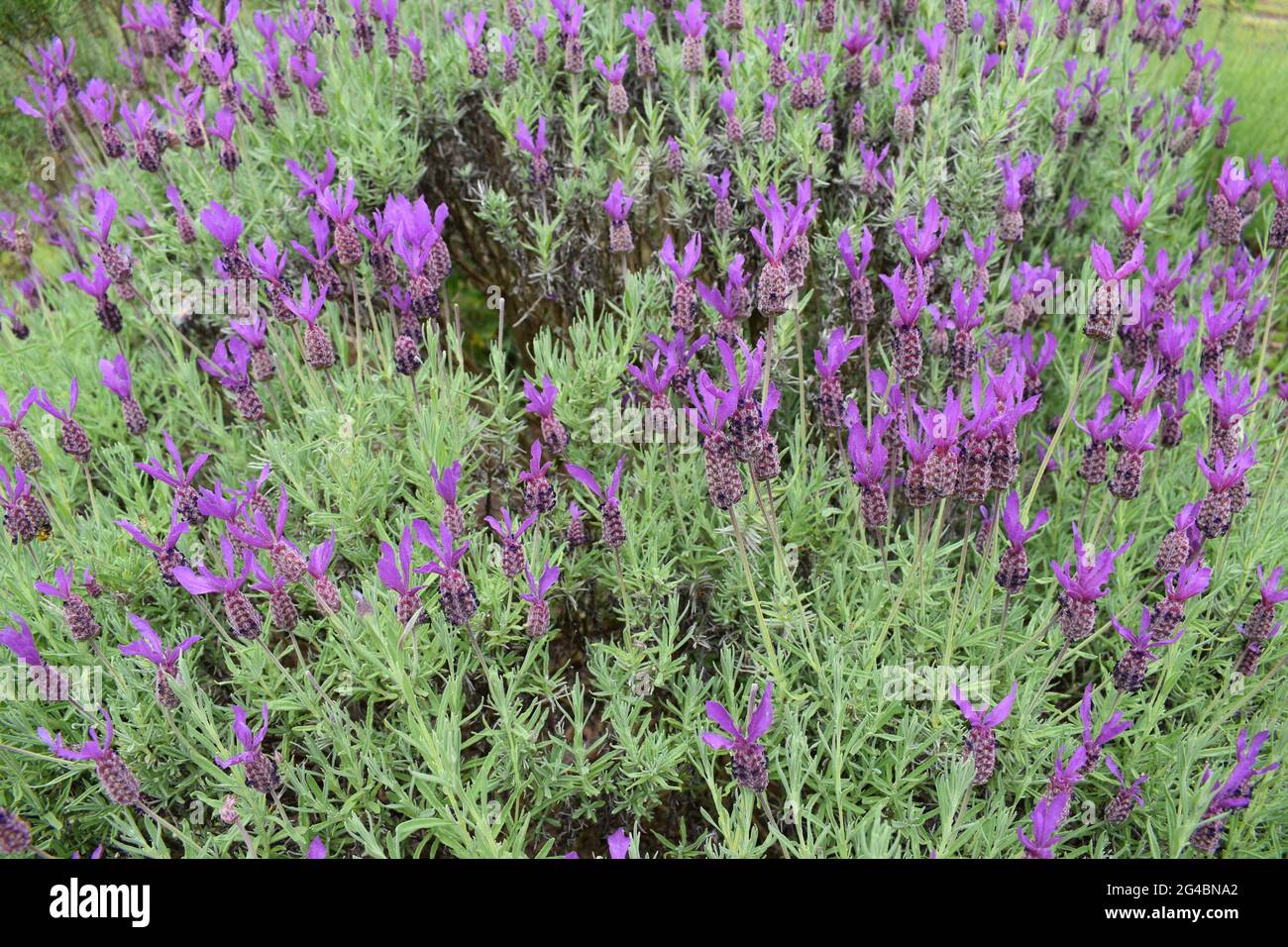 Lavender bush with bees Stock Photo - Alamy