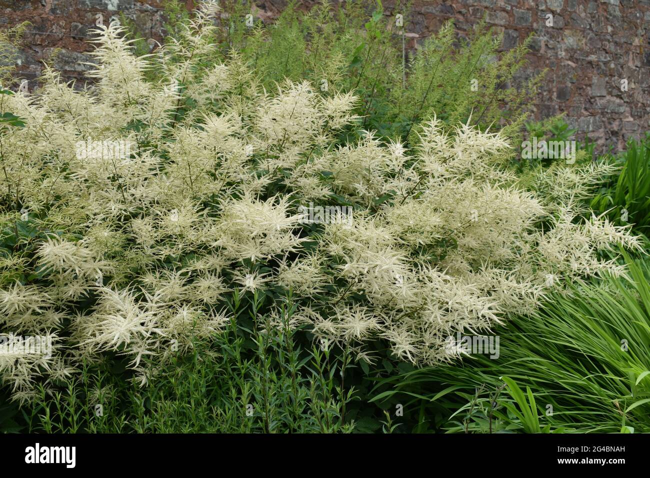 June long grasses hi-res stock photography and images - Alamy