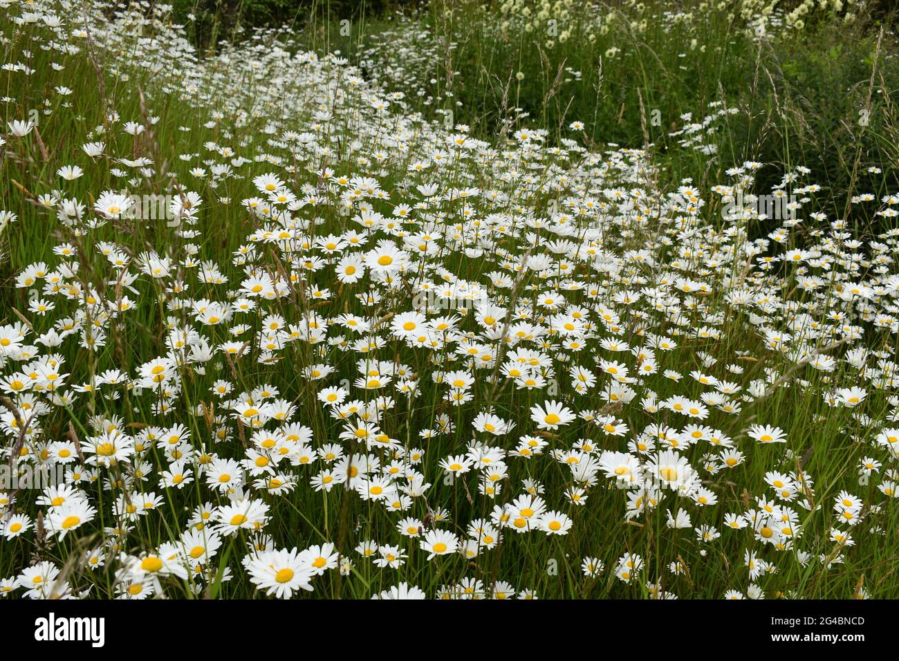 Large white daisy flowers hi-res stock photography and images - Alamy