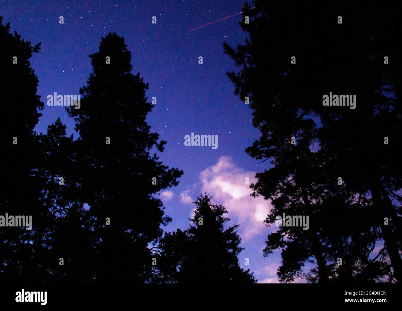 Night sky trees stars hi-res stock photography and images - Alamy