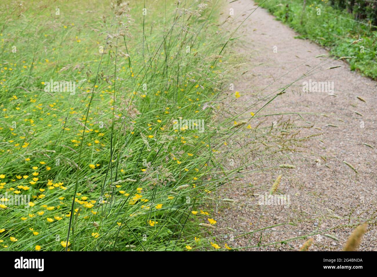 Path with long grass growing over Stock Photo - Alamy