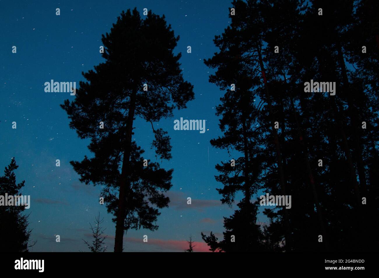Night sky, starry night and trees Stock Photo - Alamy