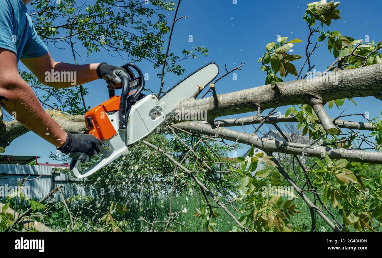 lumberjack cuts tree in backyard of chainsaw electric chain saw Stock ...