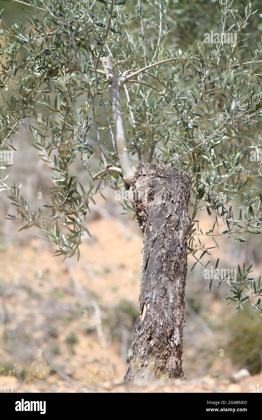 Olive Tree Branch Grafting