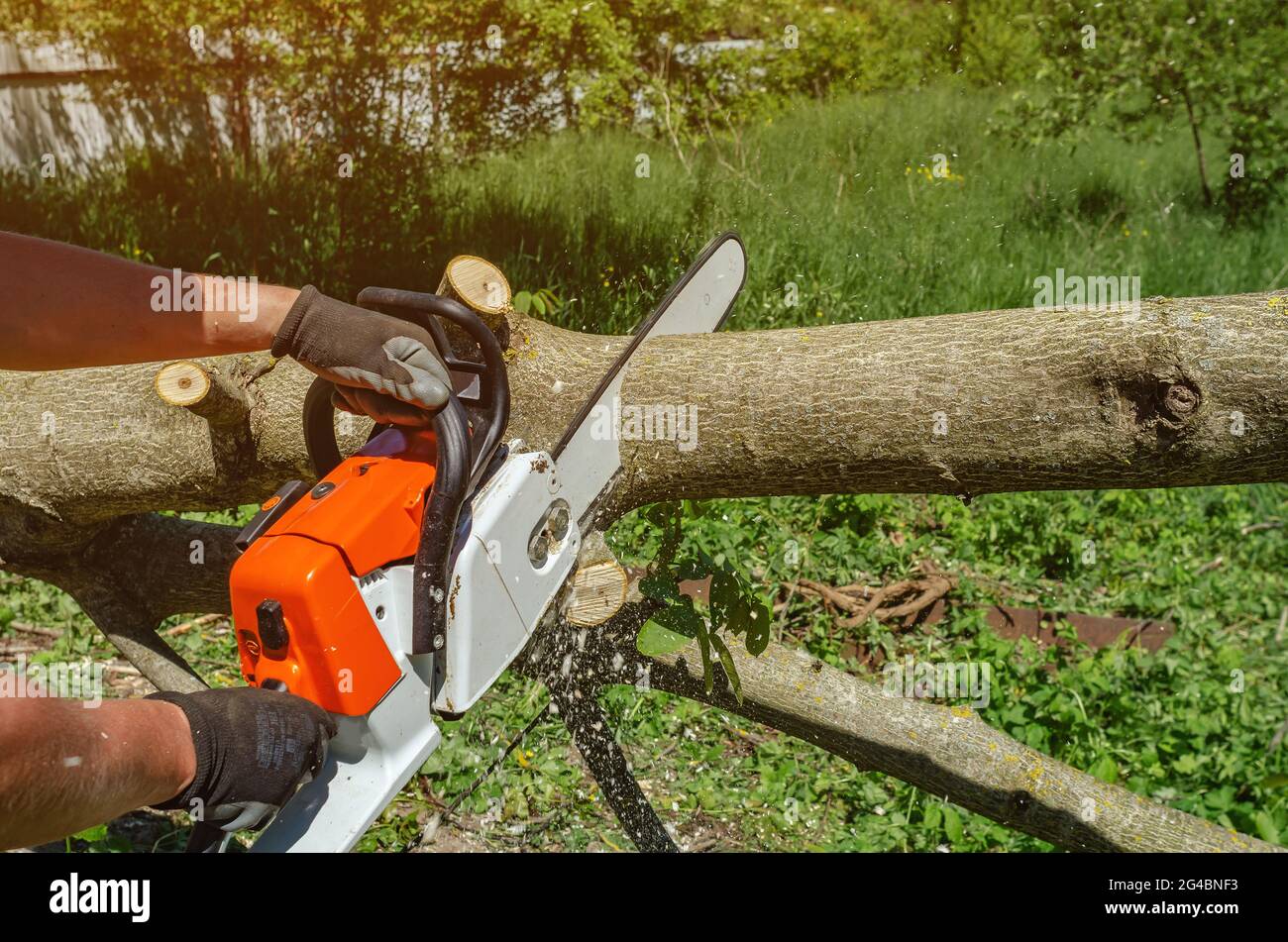lumberjack cuts tree in backyard of chainsaw electric chain saw Stock ...
