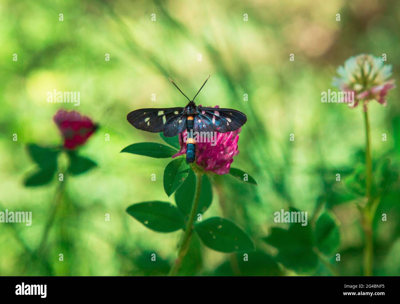 Alpine butterflies hi-res stock photography and images - Alamy