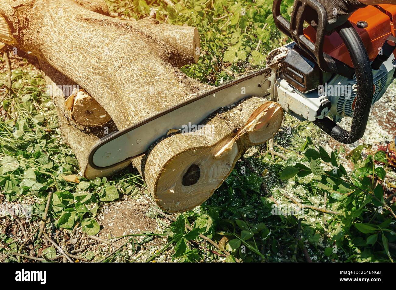 lumberjack cuts tree in backyard of chainsaw electric chain saw Stock ...