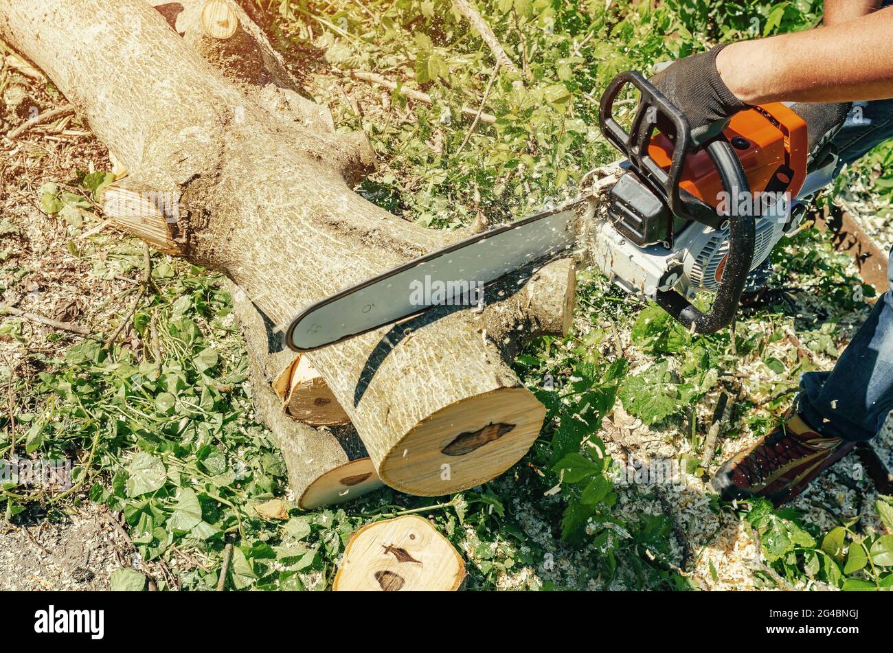 lumberjack cuts tree in backyard of chainsaw electric chain saw Stock ...