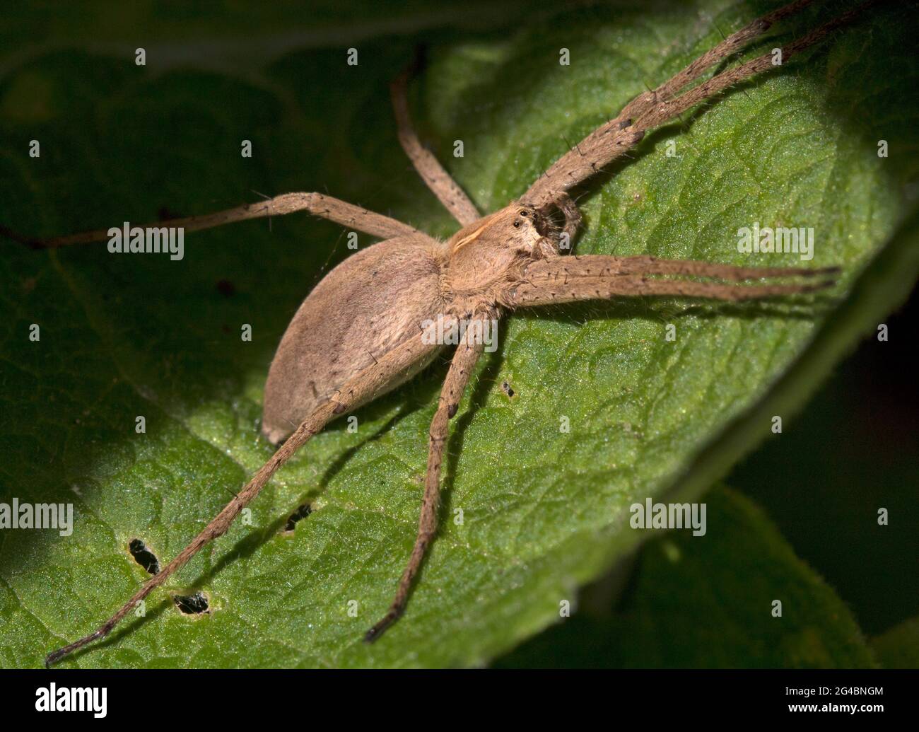 Nursery Web Spider Stock Photo - Alamy