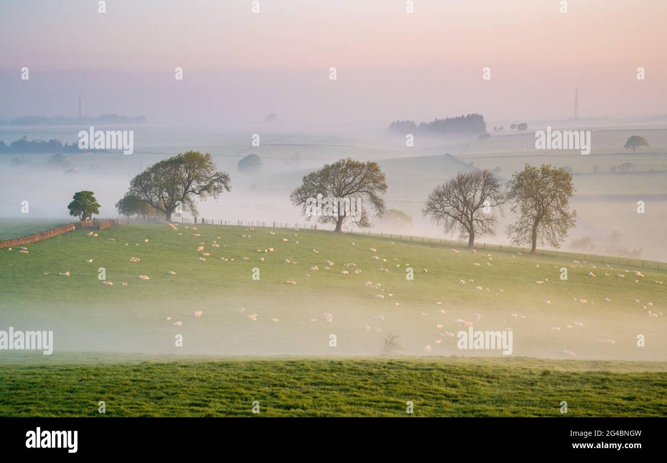 A line of trees are highlighted by low hanging mist during a beautiful ...