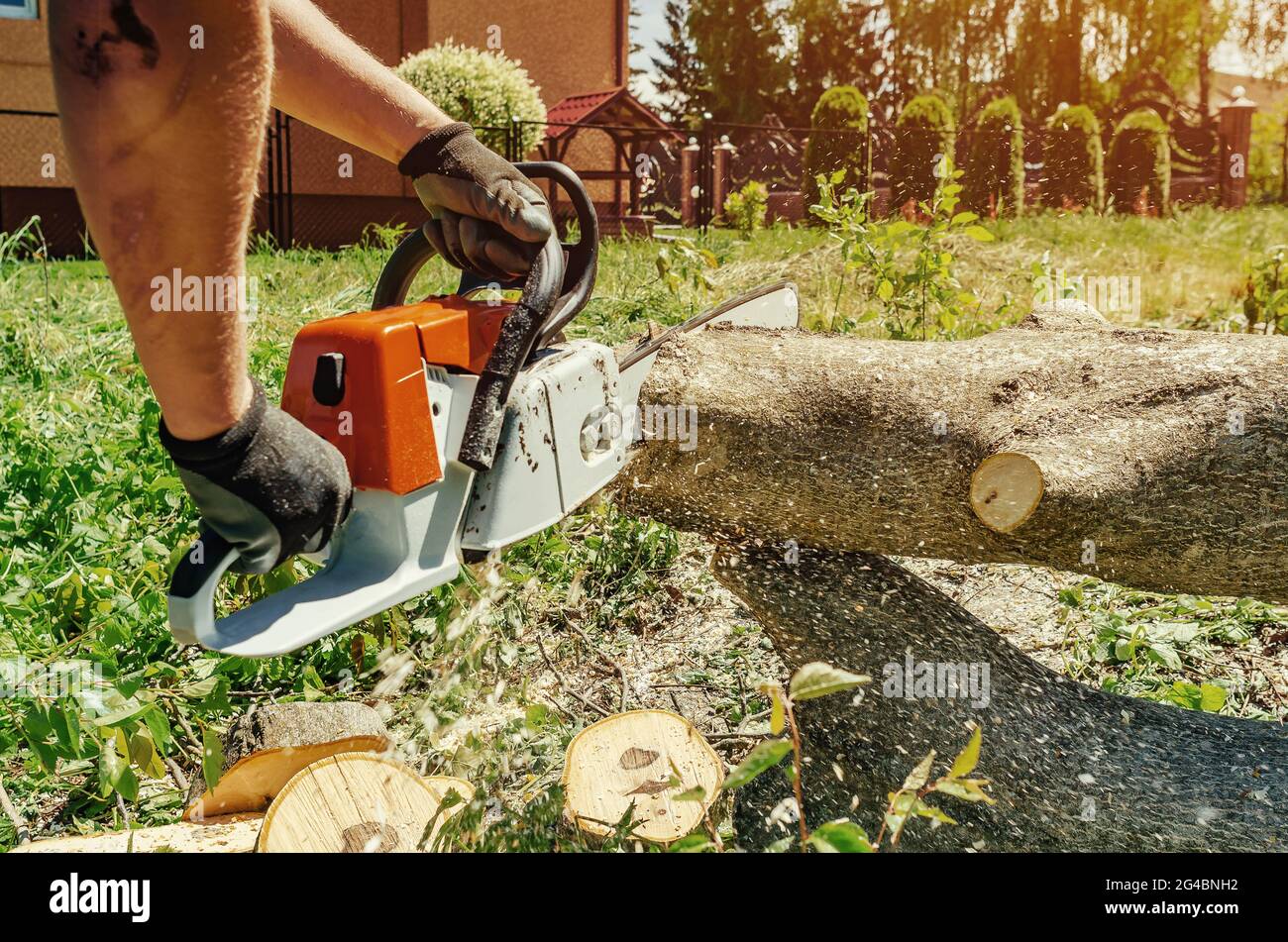 lumberjack cuts tree in backyard of chainsaw electric chain saw Stock ...