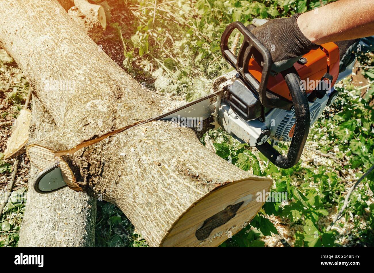 lumberjack cuts tree in backyard of chainsaw electric chain saw Stock ...