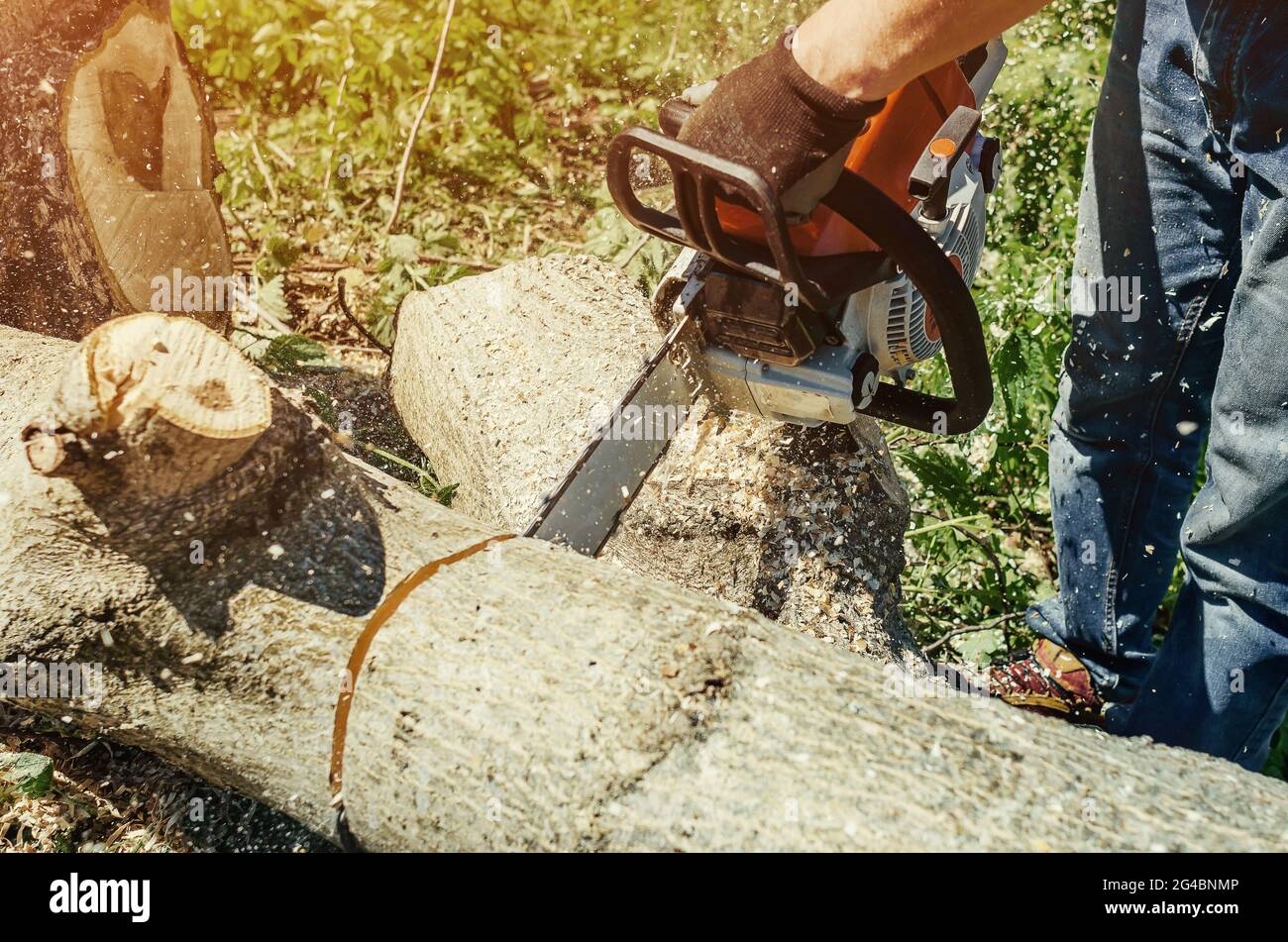 man's hands cut walnut tree with a chainsaw in backyard. The concept of ...