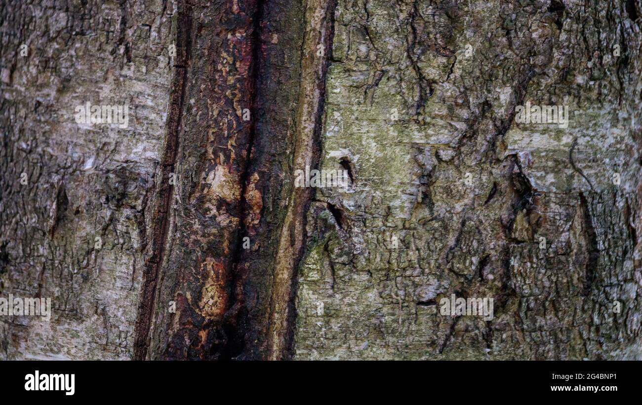 The old, cracked bark on the trunk forms a diagonal and very wide range ...