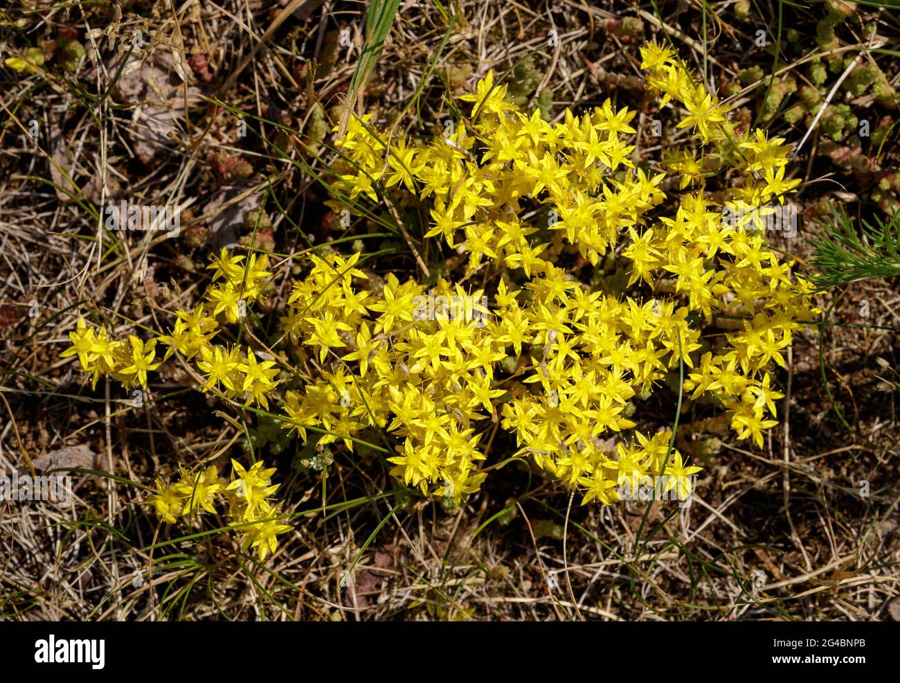 Hundreds of small yellow summer blooming flowers in one cluster ...