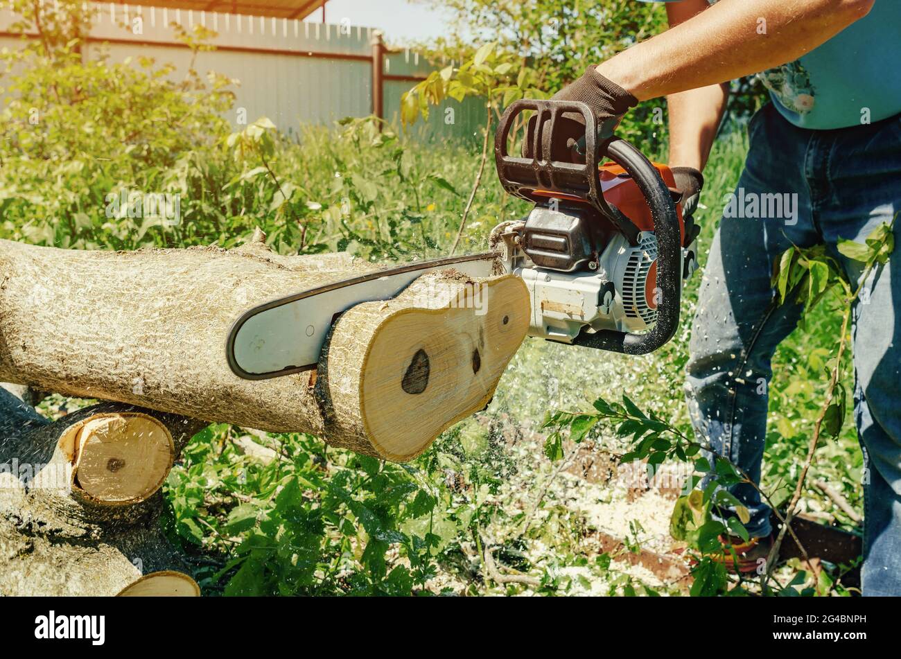 man's hands cut walnut tree with a chainsaw in backyard. The concept of ...
