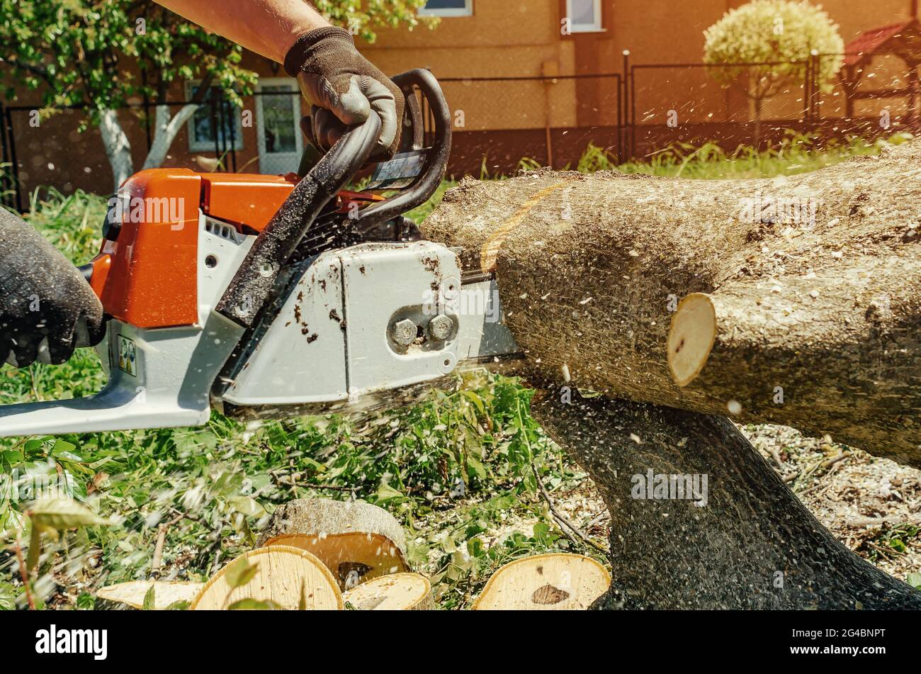 man's hands cut walnut tree with a chainsaw in backyard. The concept of ...
