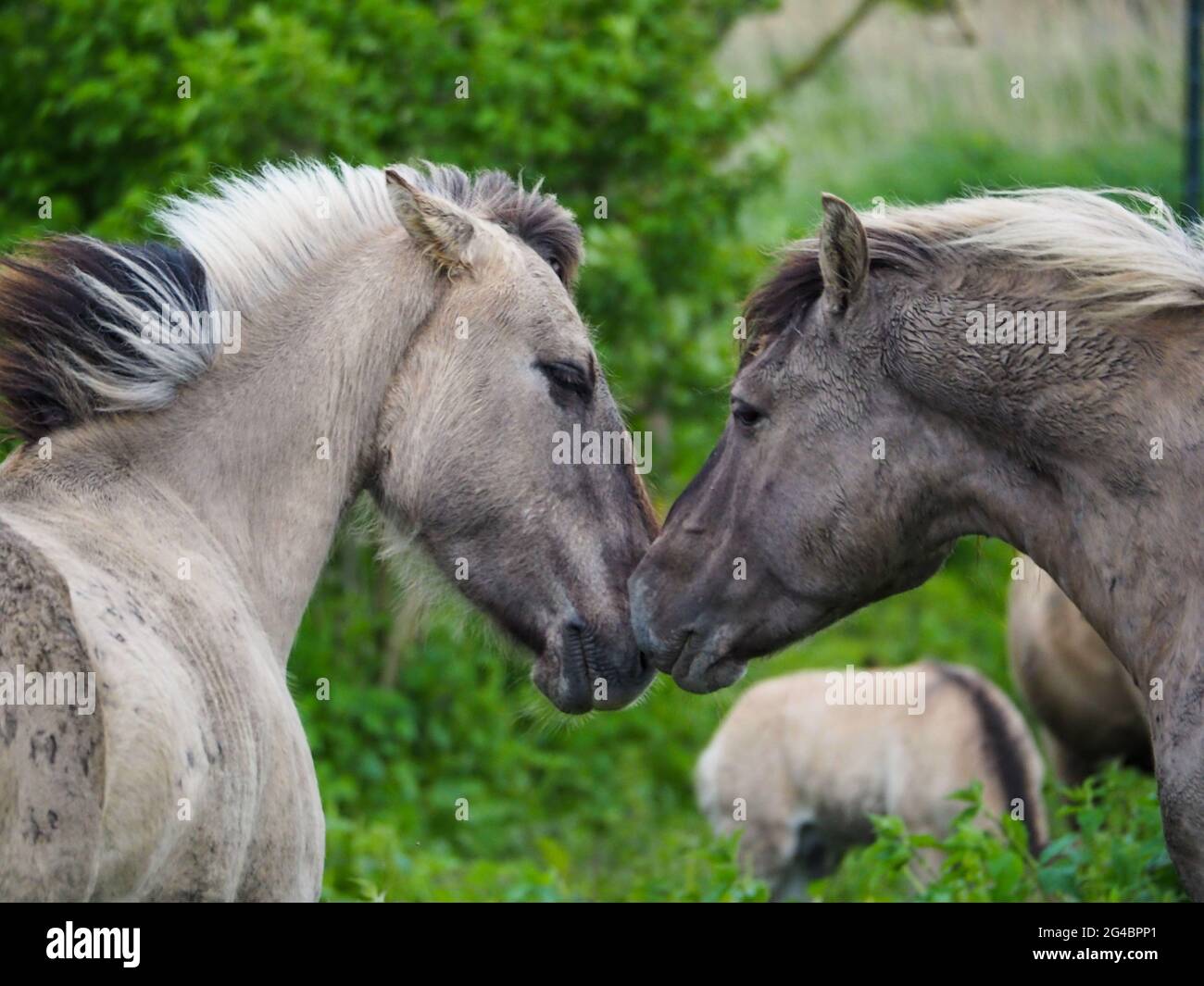 A closeup of two horses kissing in the green nature during daylight ...