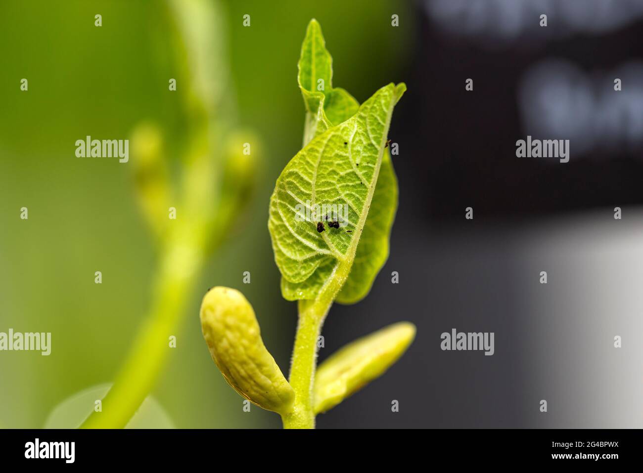 Unfurled leaf hi-res stock photography and images - Alamy