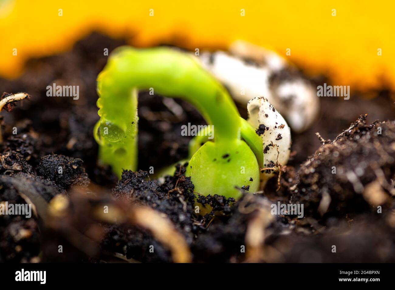 Macro photo of sprouting white beans with wrapped leaves coming out of ...