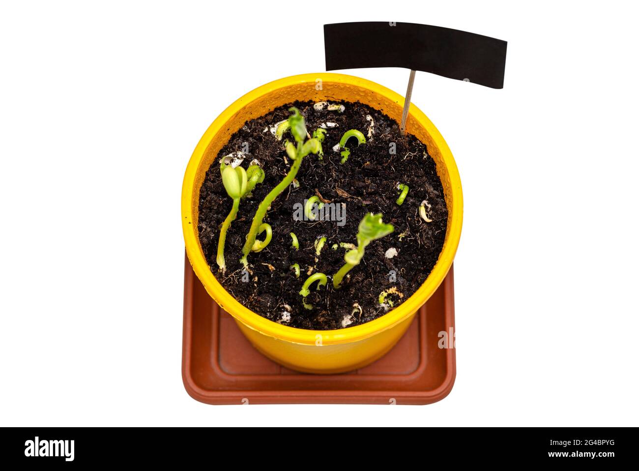 Bean seeds germination hi-res stock photography and images - Alamy