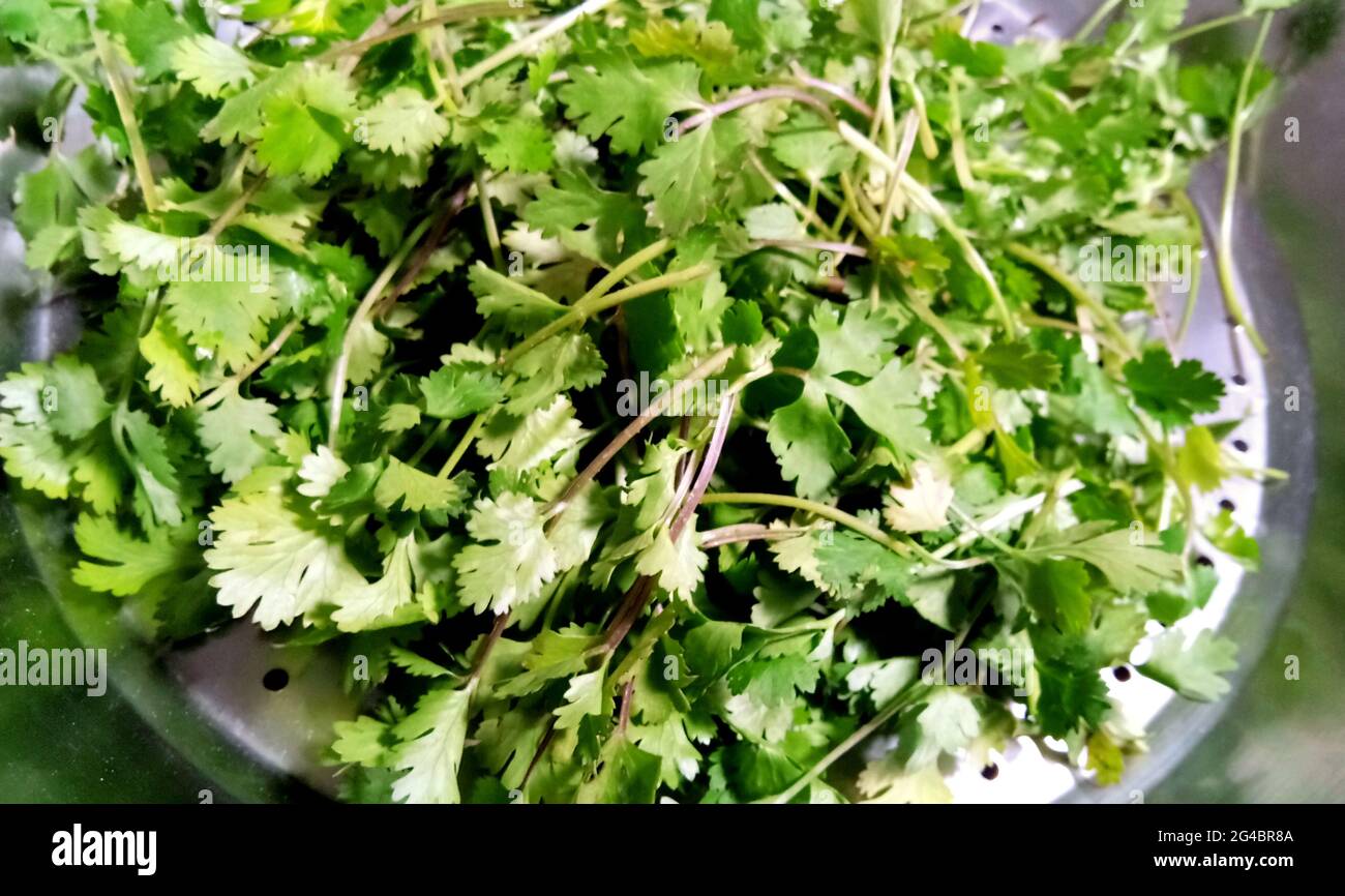 Coriander leaves top hi-res stock photography and images - Alamy