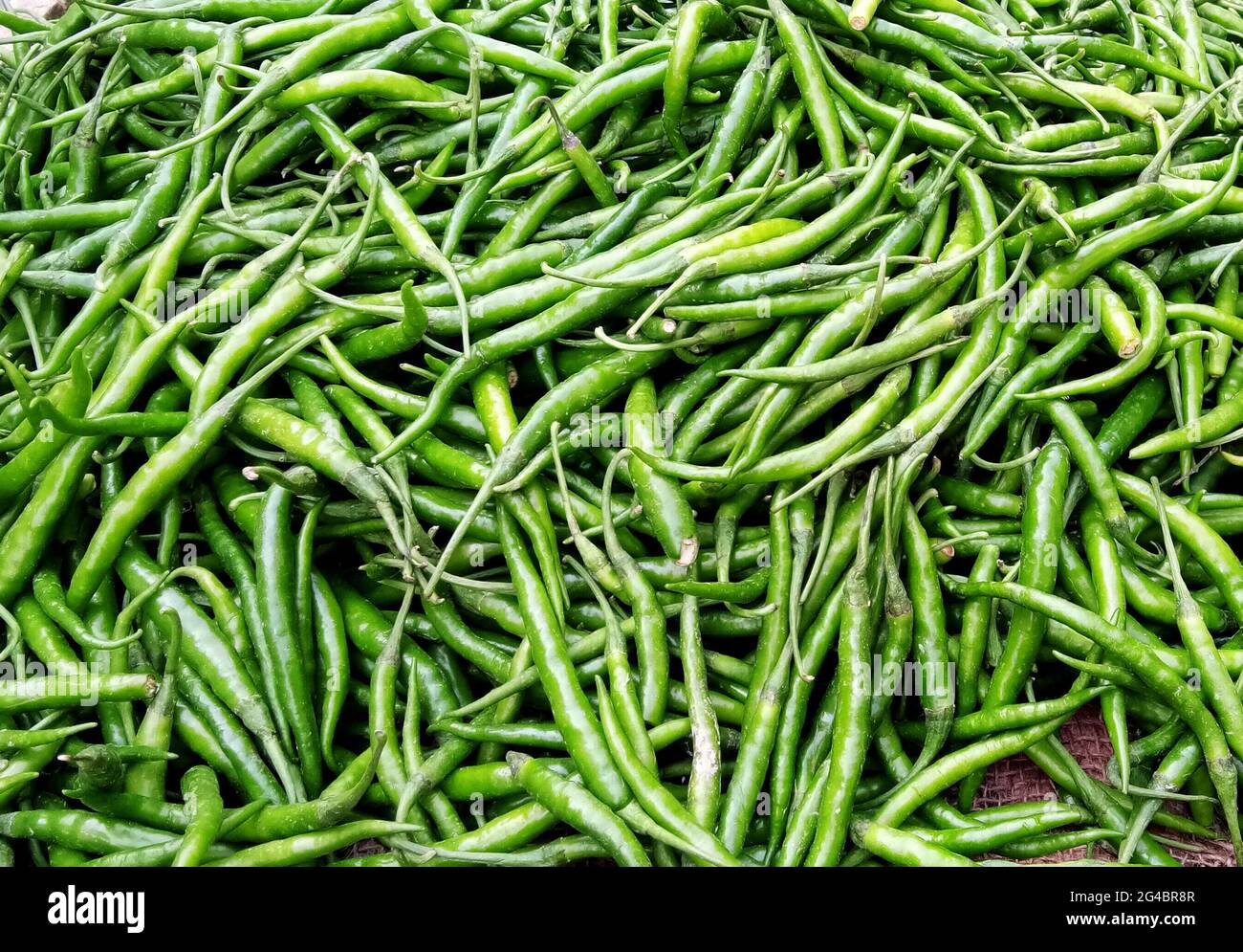fresh green chilli sell at market in india Stock Photo - Alamy