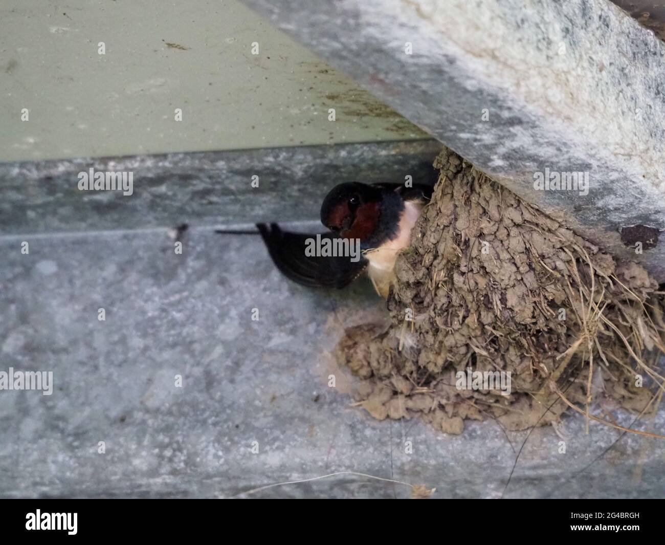 A closeup of a swallow bird perched on a surface Stock Photo - Alamy