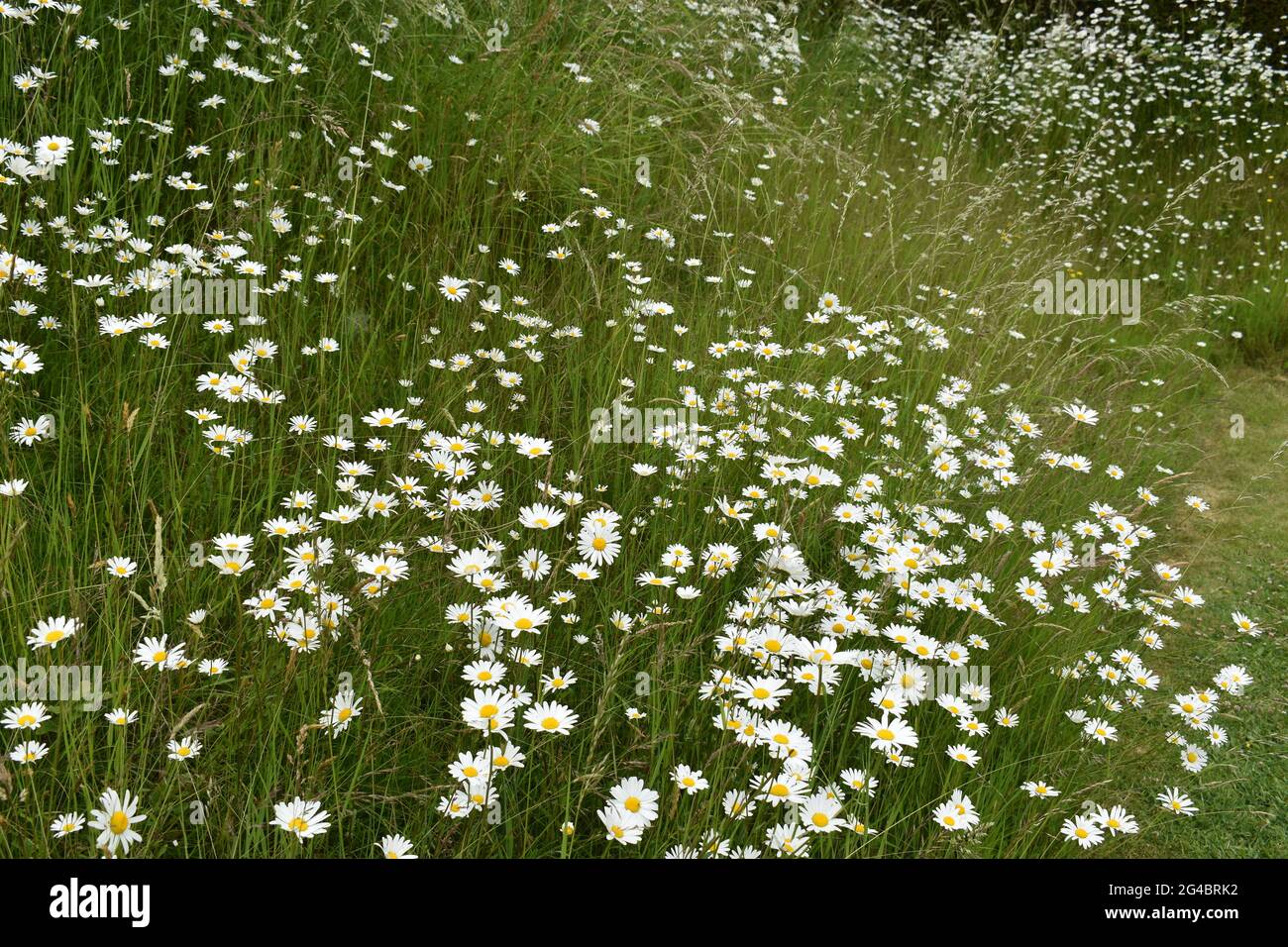 Giant Daisy Meadow Stock Photo - Alamy