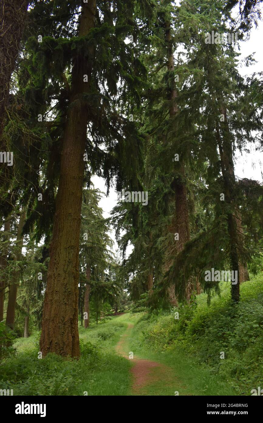 100 foot fir trees hi-res stock photography and images - Alamy