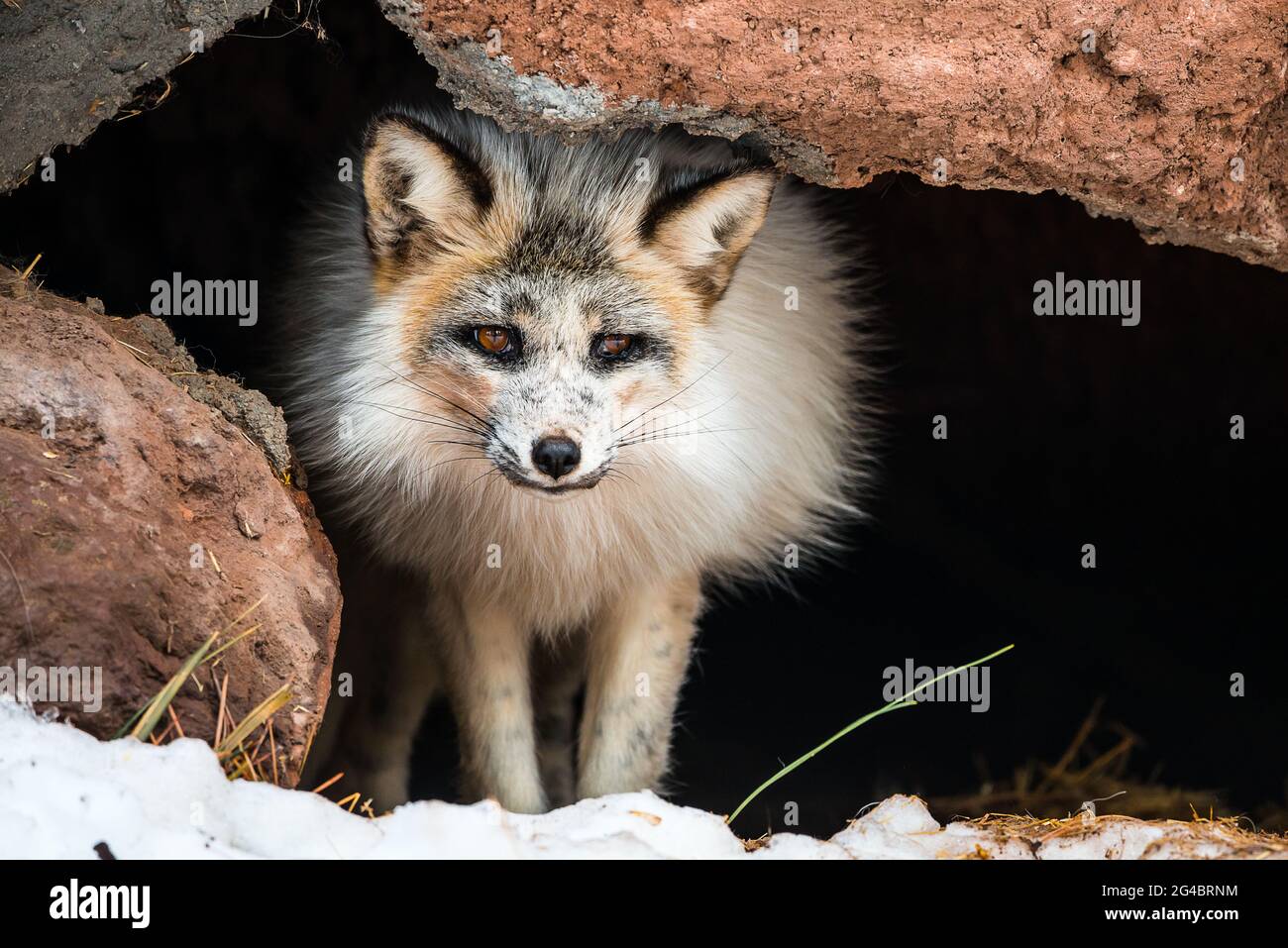 Fox arizona hi-res stock photography and images - Alamy