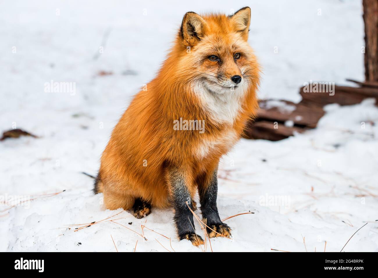 Fox arizona hi-res stock photography and images - Alamy