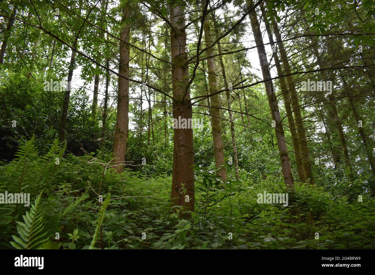 Douglas firs with lateral branches hi-res stock photography and images ...