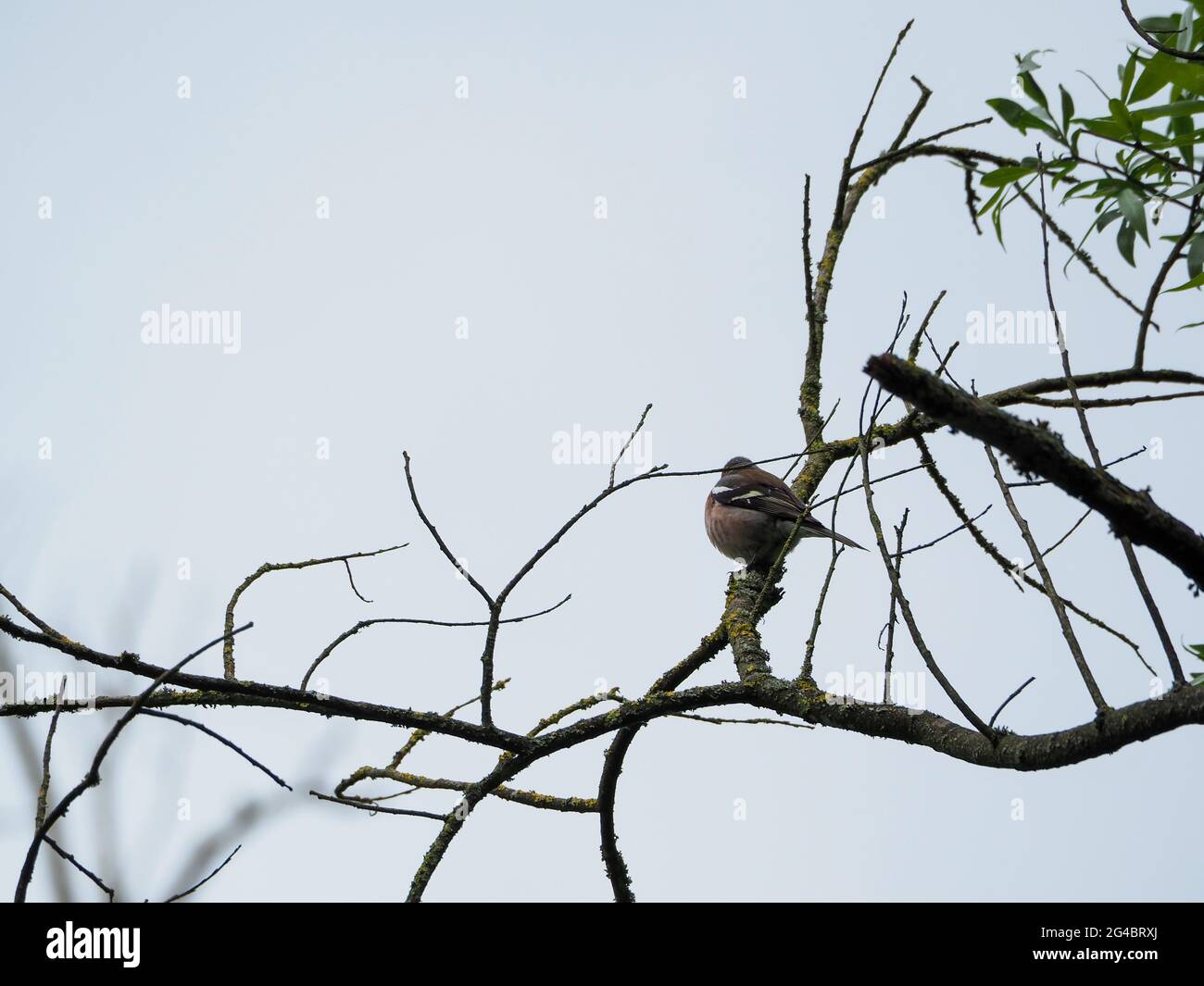 A closeup of a finch bird perched on a dry branch on a cloudy day Stock ...