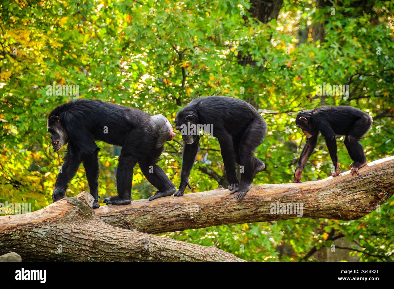 Chimpanzee baby wild hi-res stock photography and images - Alamy